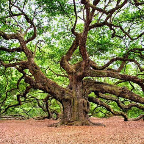 Tree Company in Centreville, Ashburn, Manassas, VA | R.E. Martin Tree ...